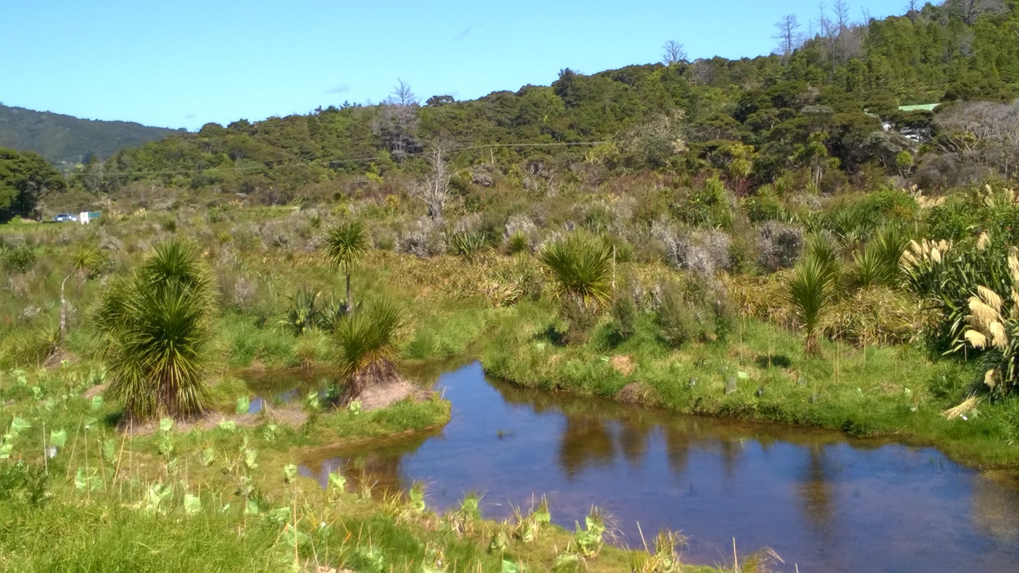 Ecological restoration | Pacific Eco-Logic New Zealand