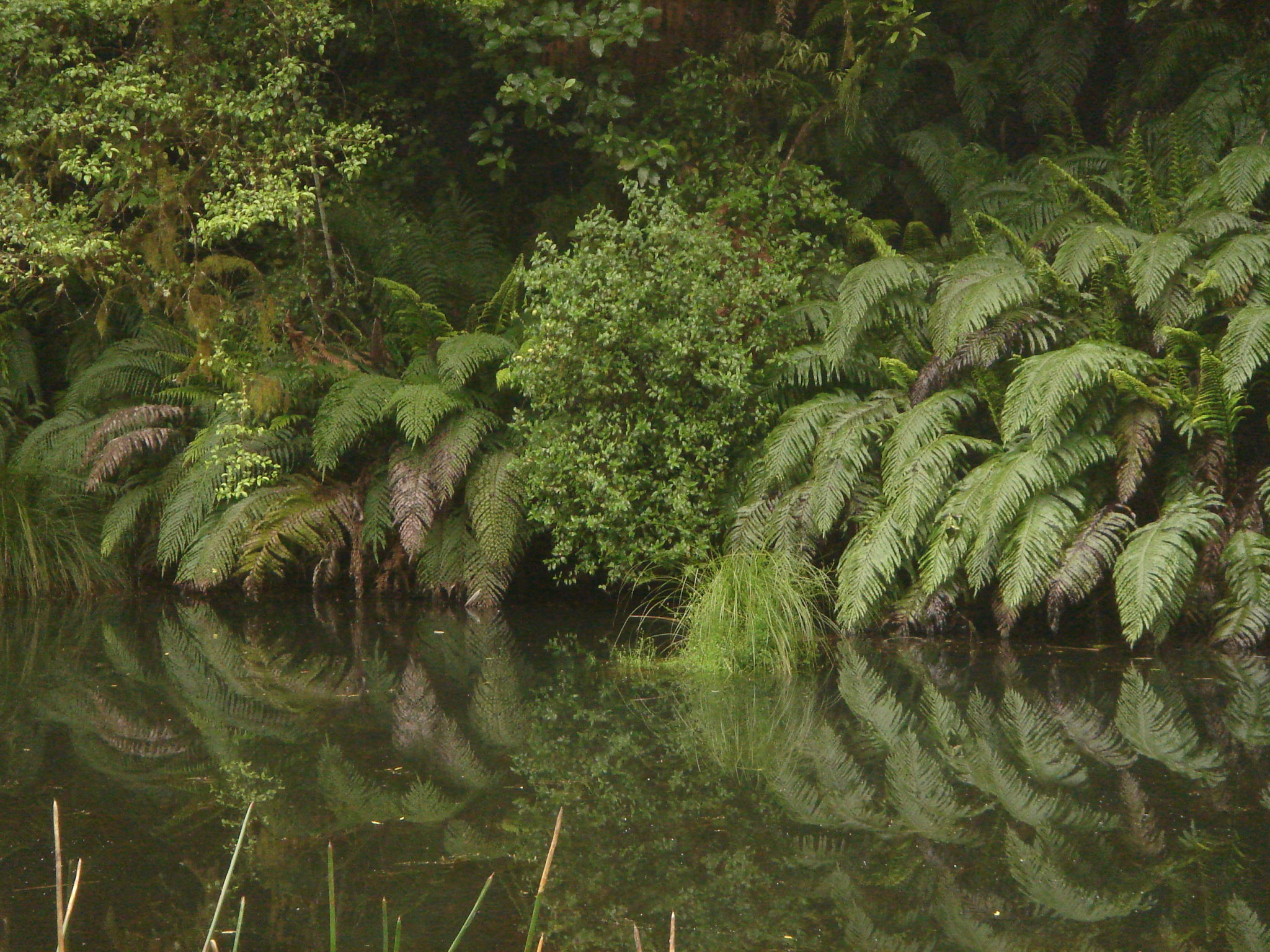Ecological restoration | Pacific Eco-Logic New Zealand